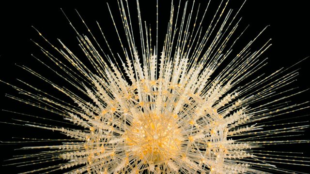 Blaschka Glass Models | National Museum of Ireland