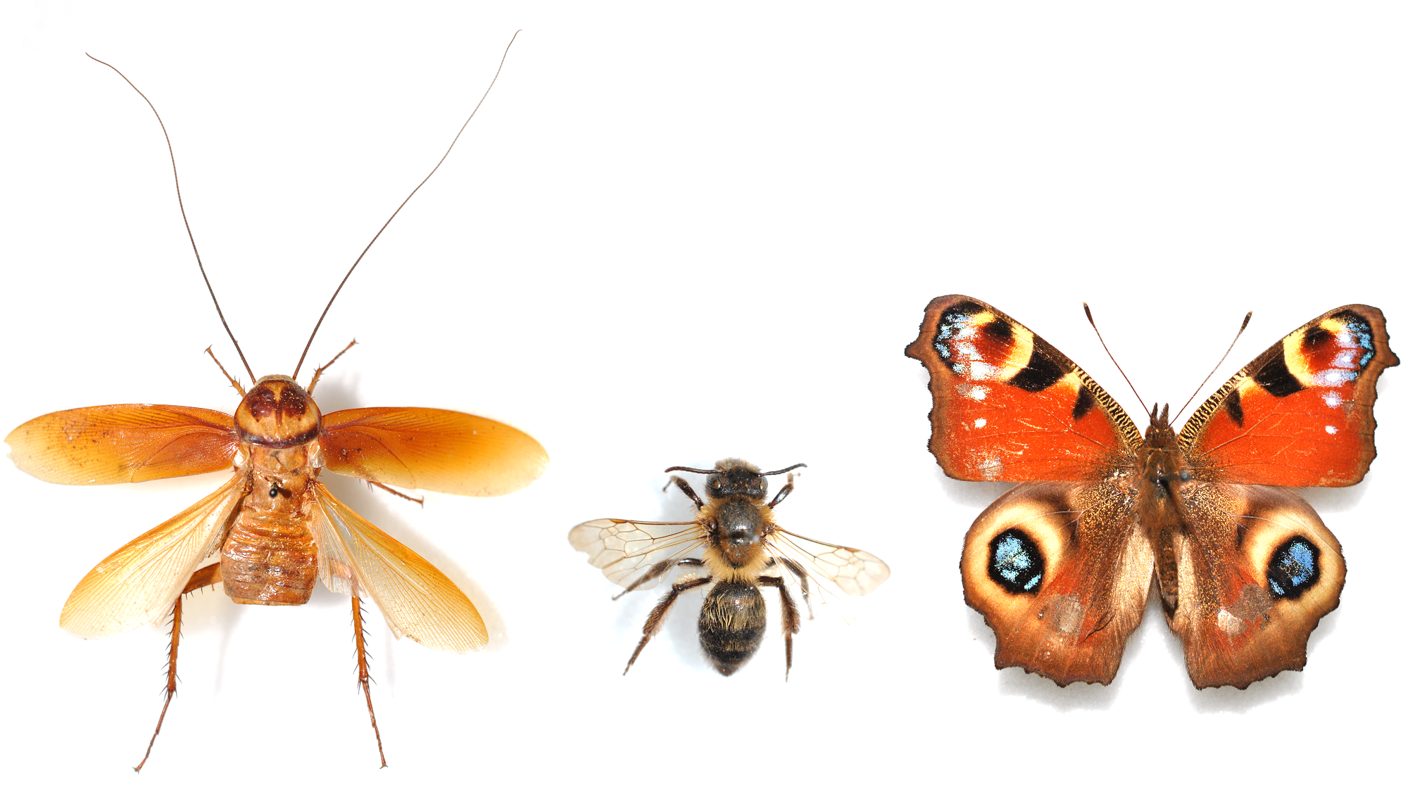 Watch Back: Insects in the City | Natural History | National Museum of ...