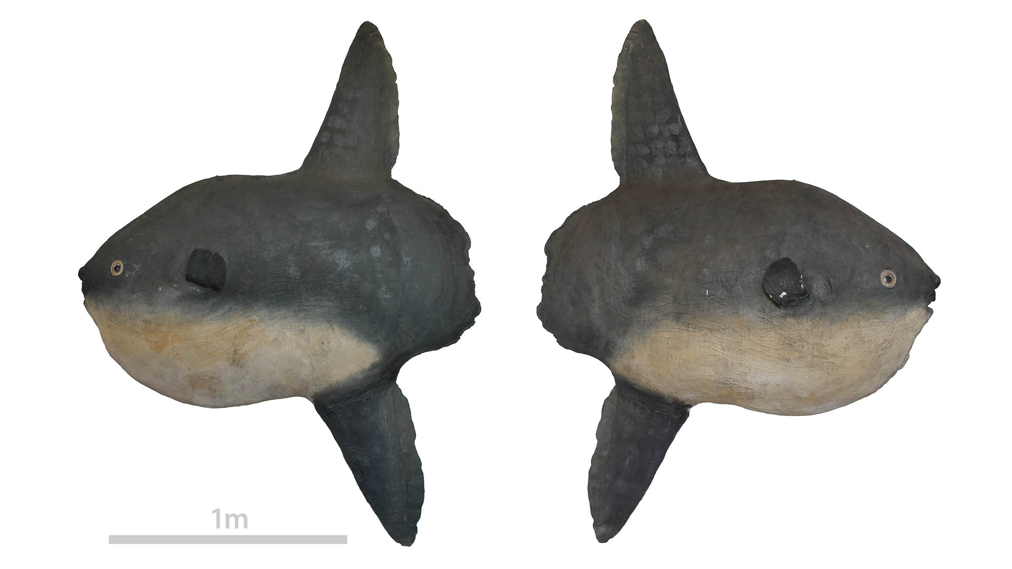 The Sunfish and the Sheriff | National Museum of Ireland