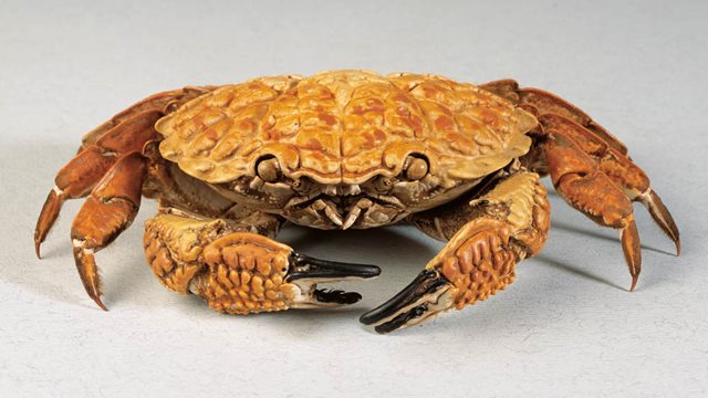 Invertebrates | National Museum of Ireland