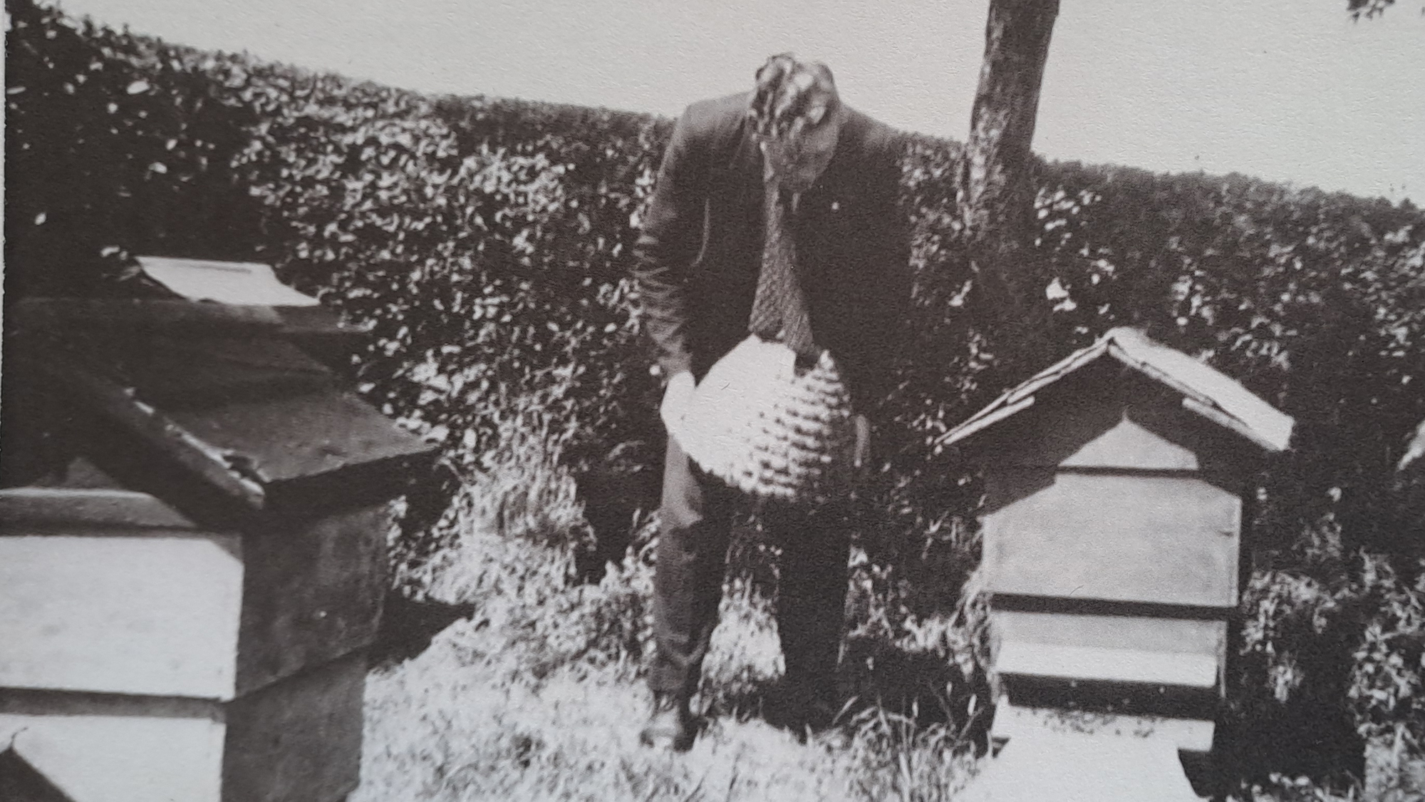 HERITAGE WEEK: A History of Beekeeping | Country Life | National Museum ...