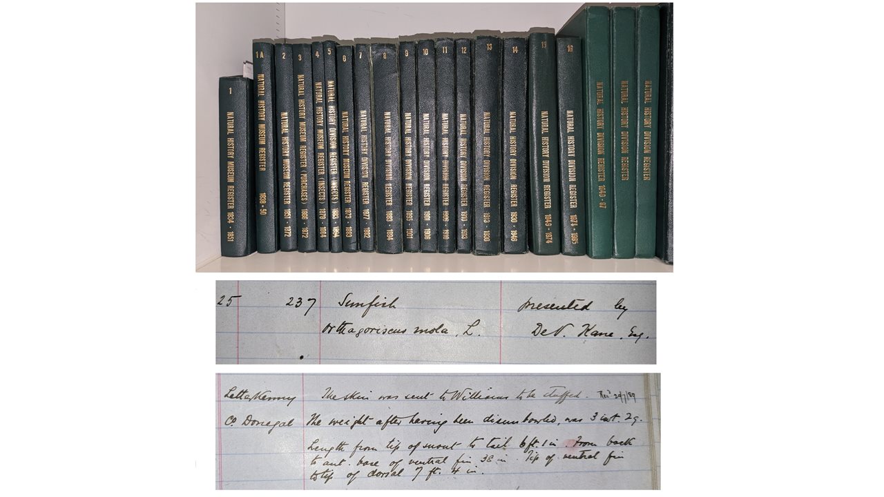 The Sunfish and the Sheriff | National Museum of Ireland