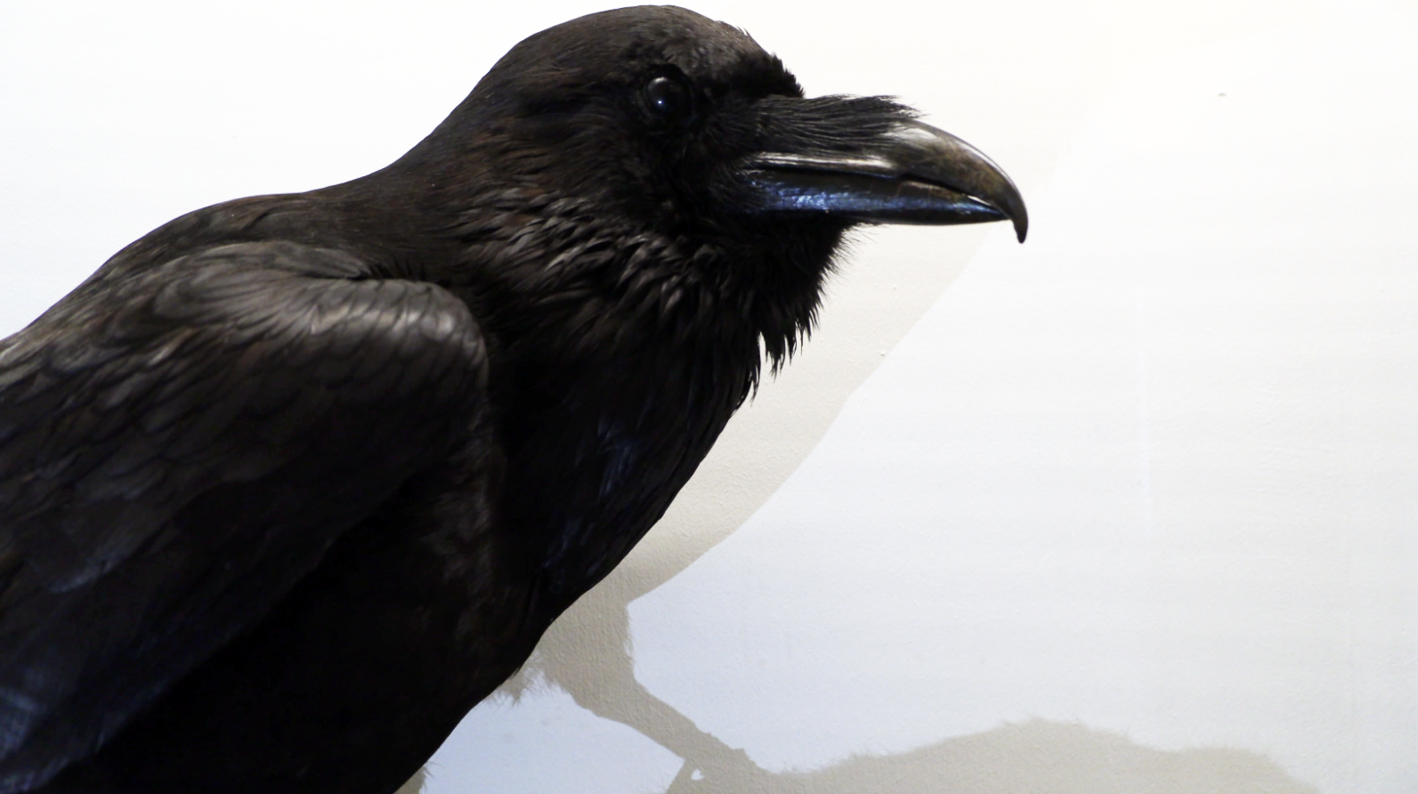 Learn About: Crows | Natural History | National Museum of Ireland