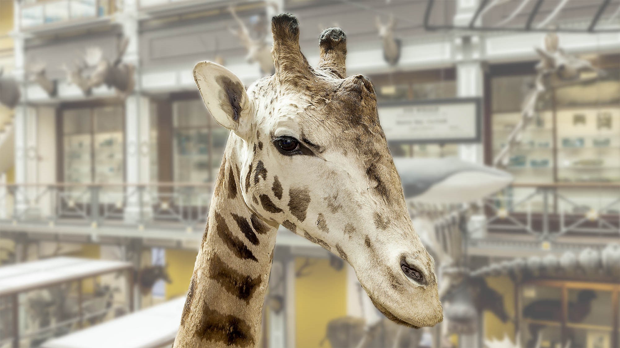 Learn About: Stuffed Animals | Natural History | National Museum of Ireland