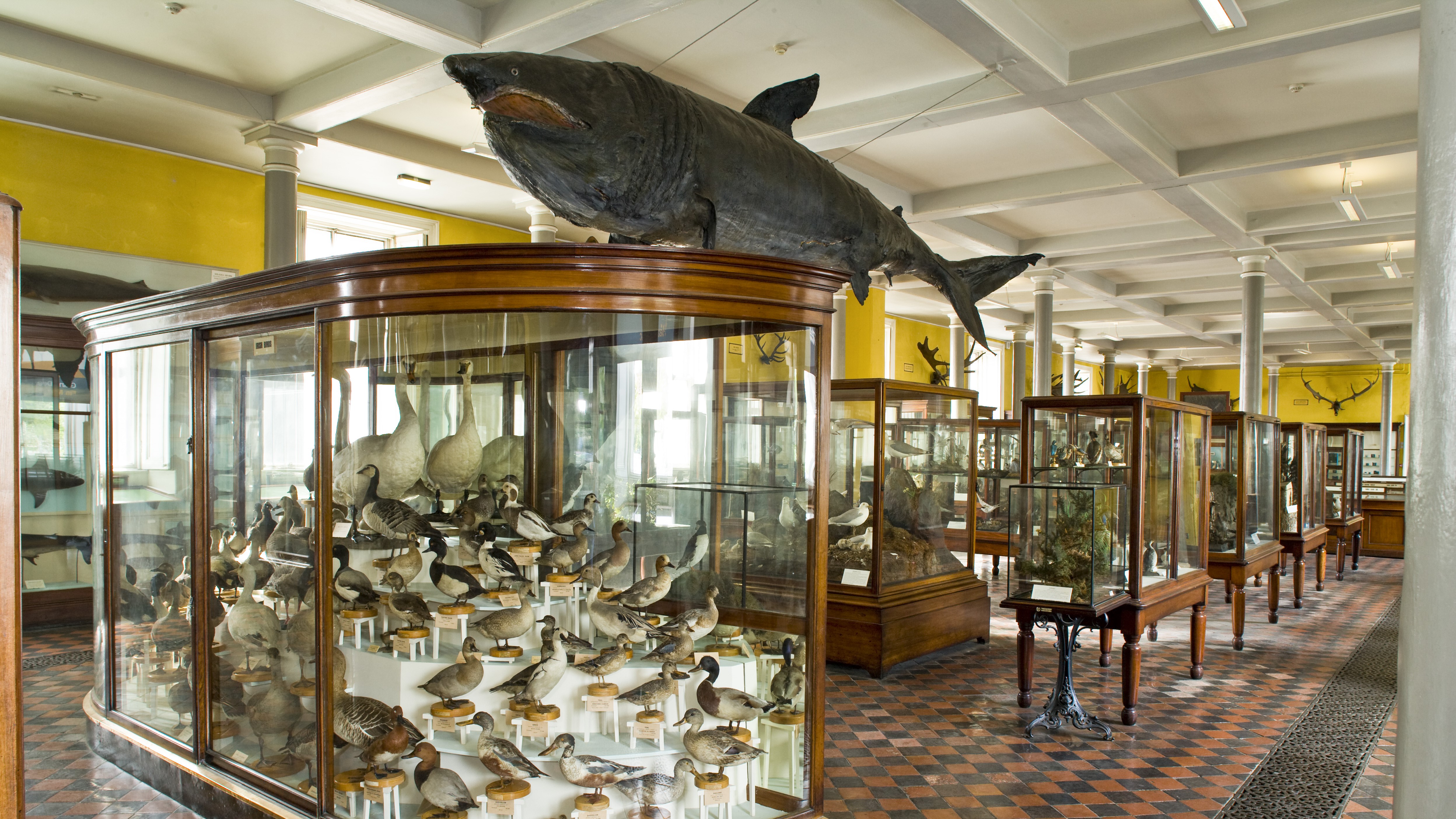 Learn About: Sharks | Natural History | National Museum of Ireland
