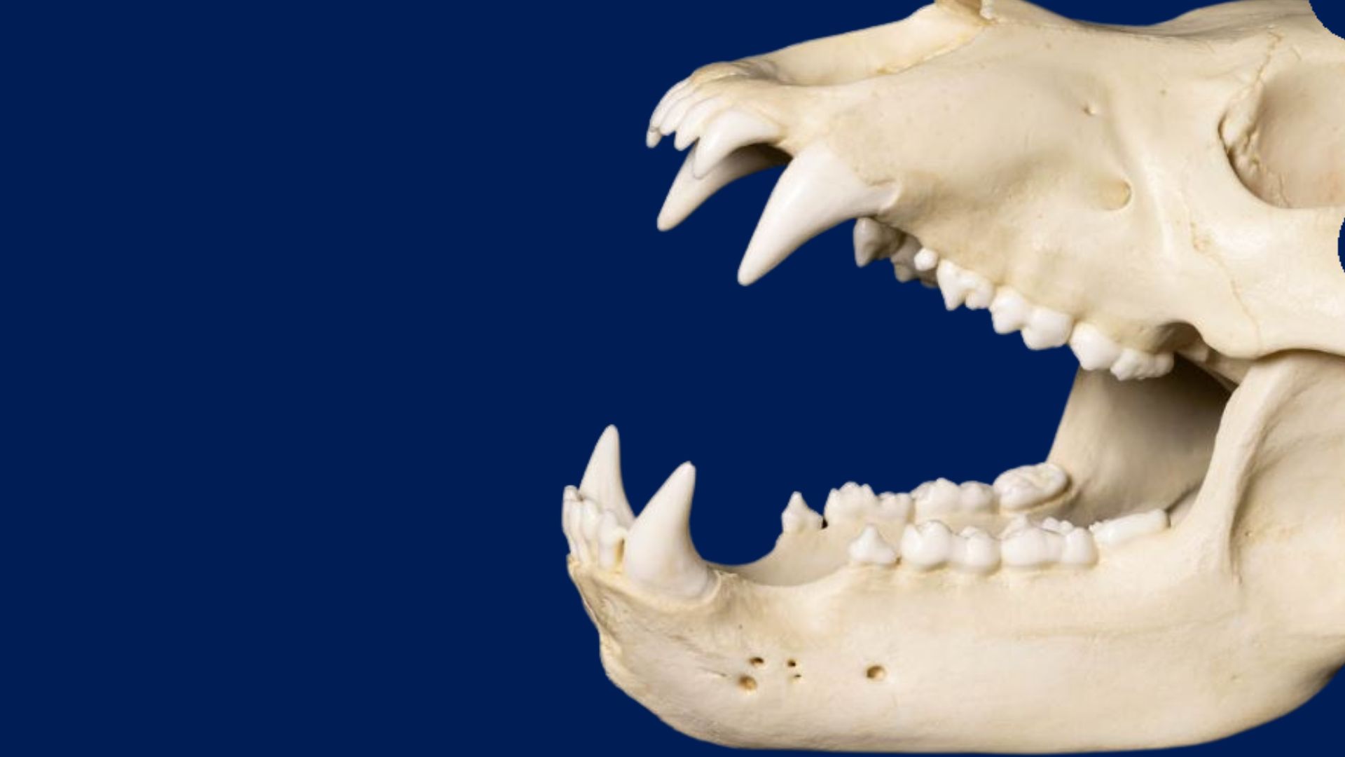 Meet & Greet: Dead Zoo Lab Explorers | Natural History | National ...