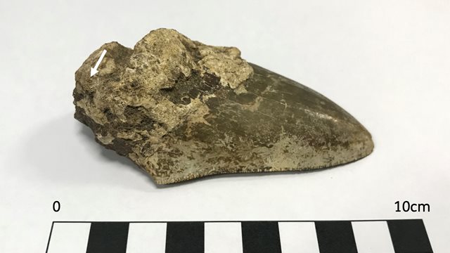 Interactions caught in the fossil record | National Museum of Ireland