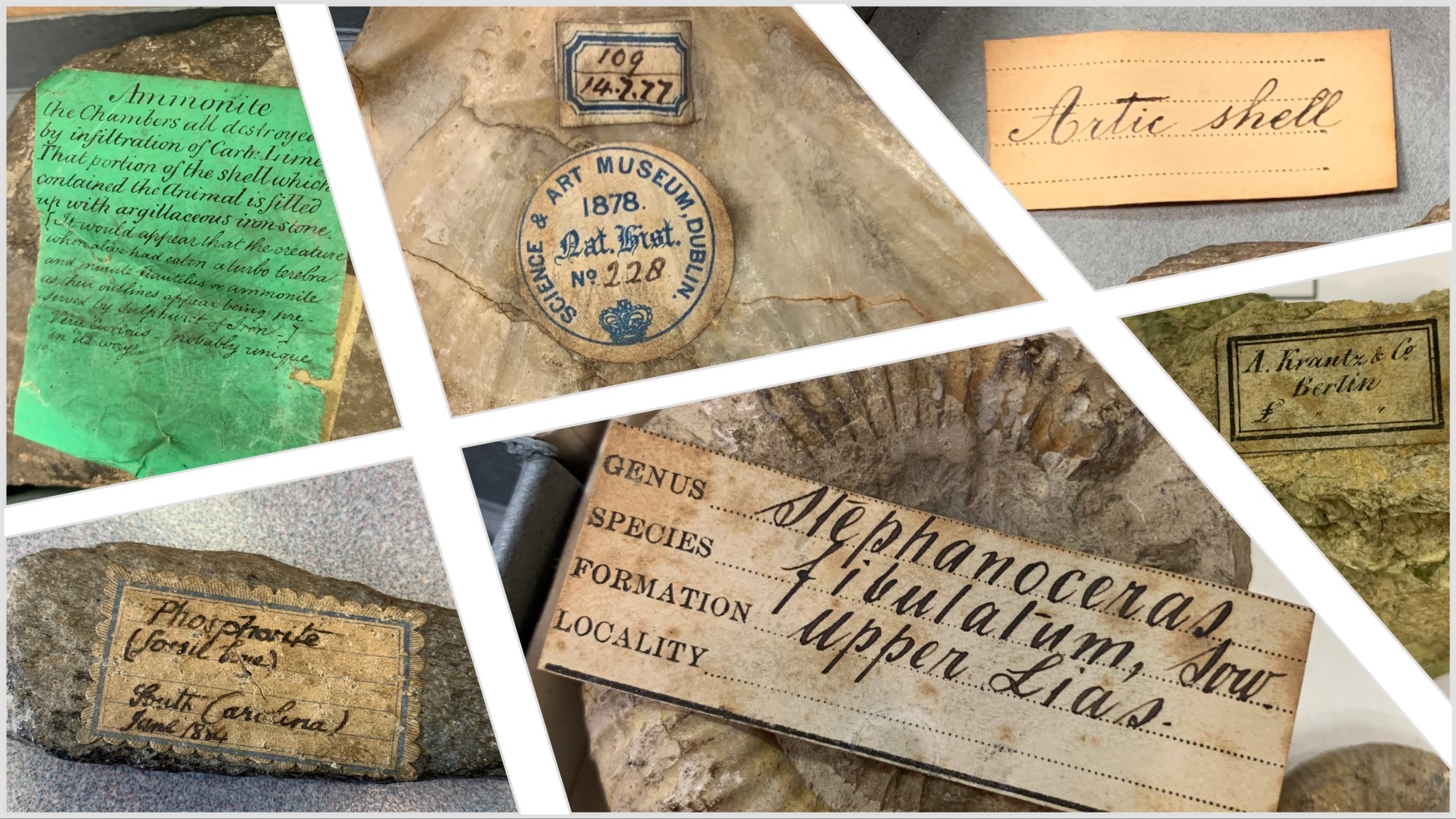 A Secret History of Museum Labels | National Museum of Ireland