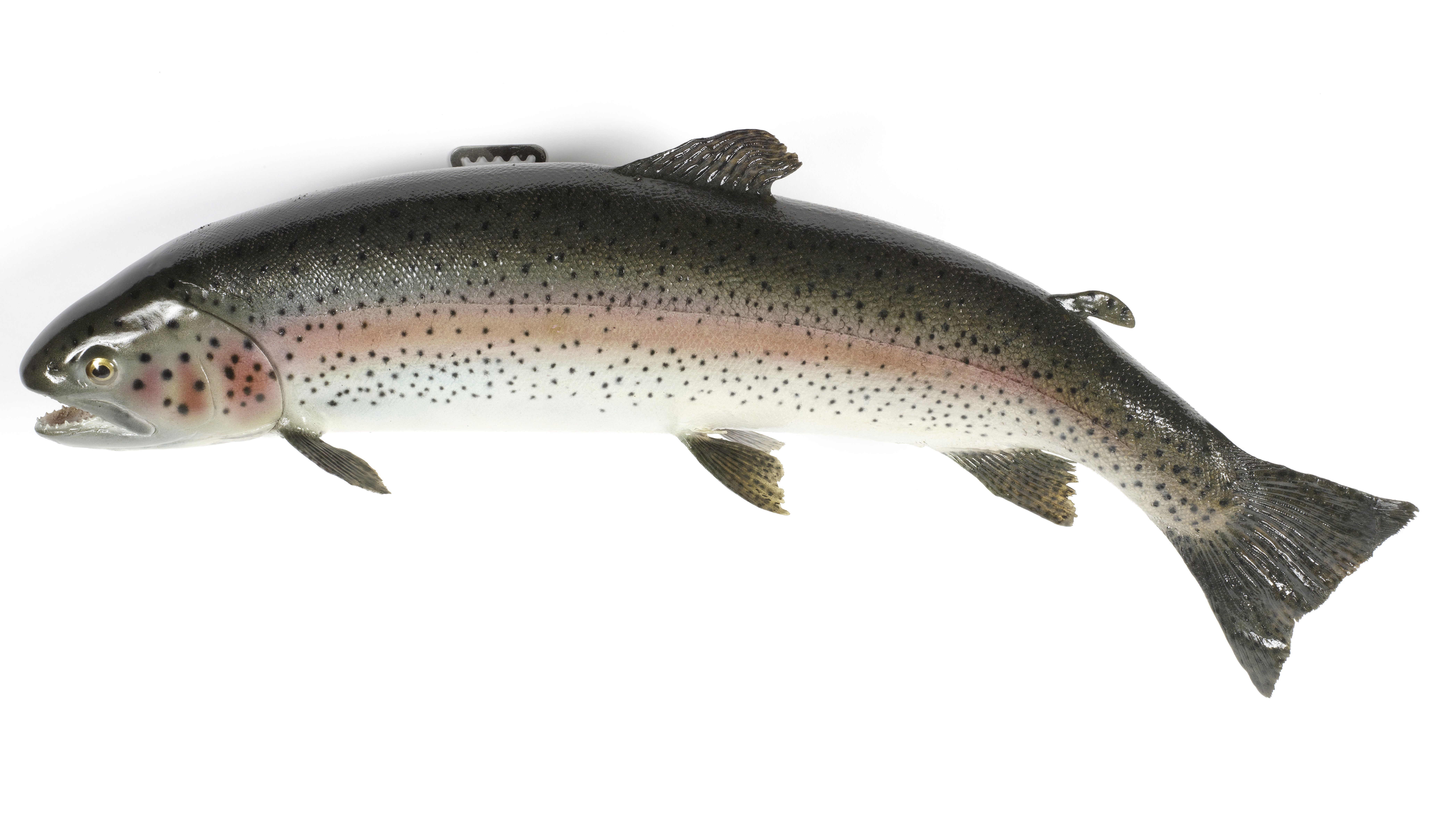 Fish | National Museum of Ireland